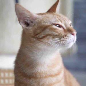 猫不凡 