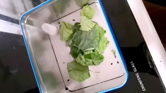 今天早上一觉睡醒发现我家蚕宝宝变样啦,生命太神奇啦