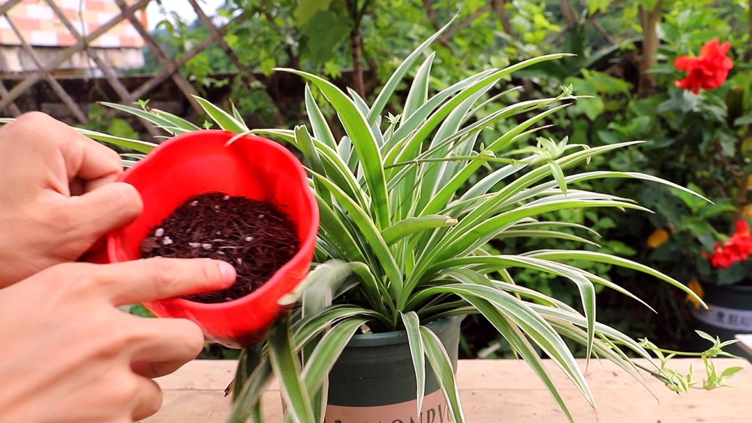 夏季栽种的绿植,就选植物“金边吊兰”,一年四季绿油油