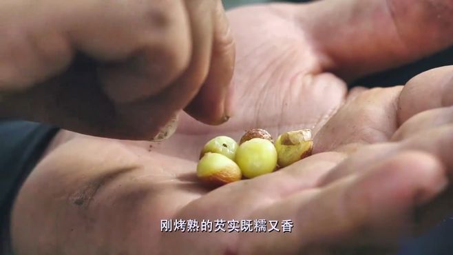 老广:芡实又称肇实,浑身带刺长相黢黑,烤熟了却是一种美食