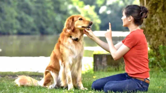 主人动手打狗狗,狗狗从不反扑?狗眼中的我们是这样的