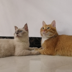 喜欢吸猫的语文老师 