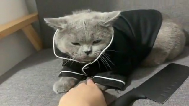 猫咪不让主人碰,看主人做了什么举动令它乖乖听话的,都忍住别笑