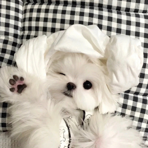 一直是小影 
