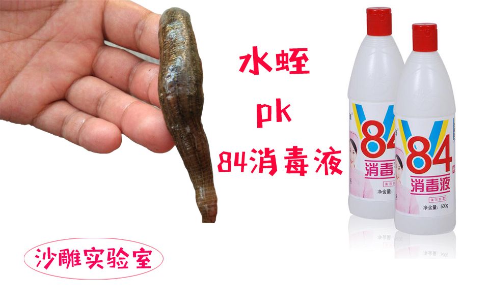 超级辣眼睛实验,水蛭pk84消毒液,把水蛭放84消毒液里能活多久。