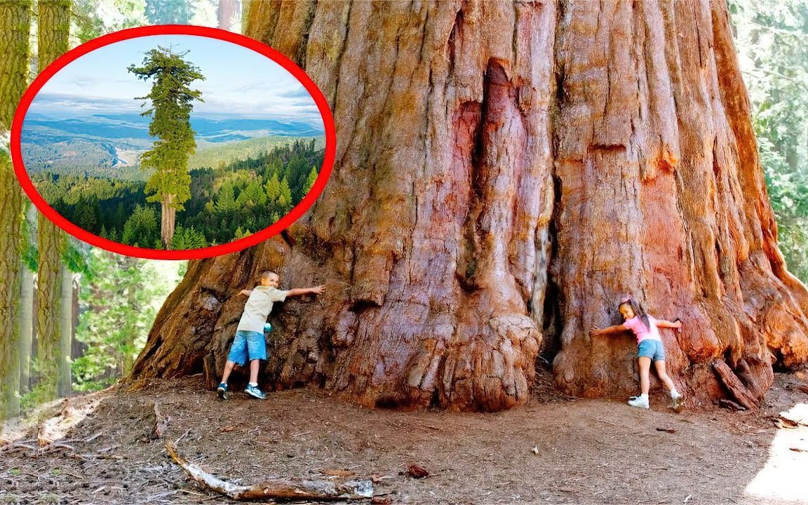 世界上最高的6棵树,比50层楼还要高,中国禁止种植的树种