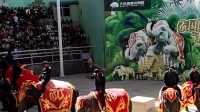 大连森林动物园～泰国大象开场表演20170513