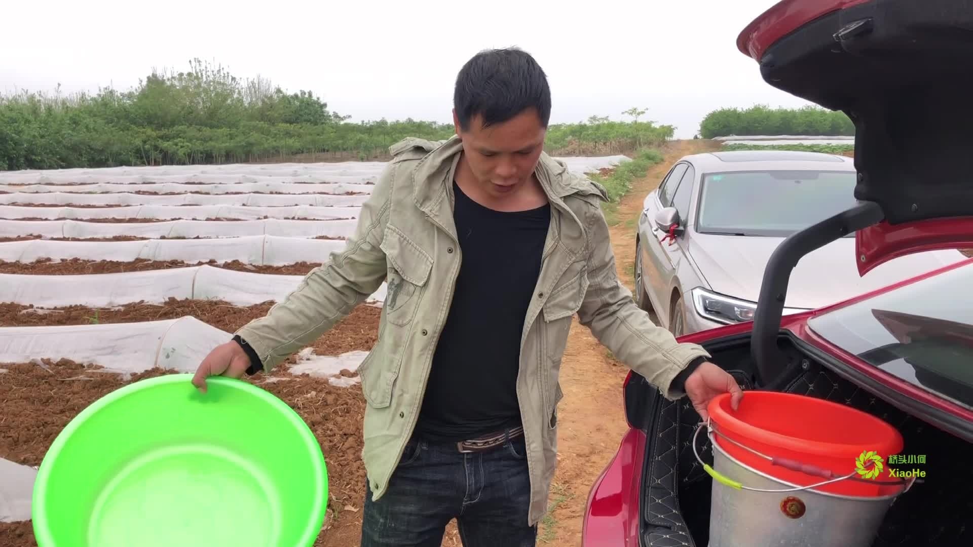 泡好喝的桑果酒,用水清洗那就错了,小何教大家泡制好喝的桑果酒