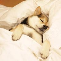 随风奔跑的自由 