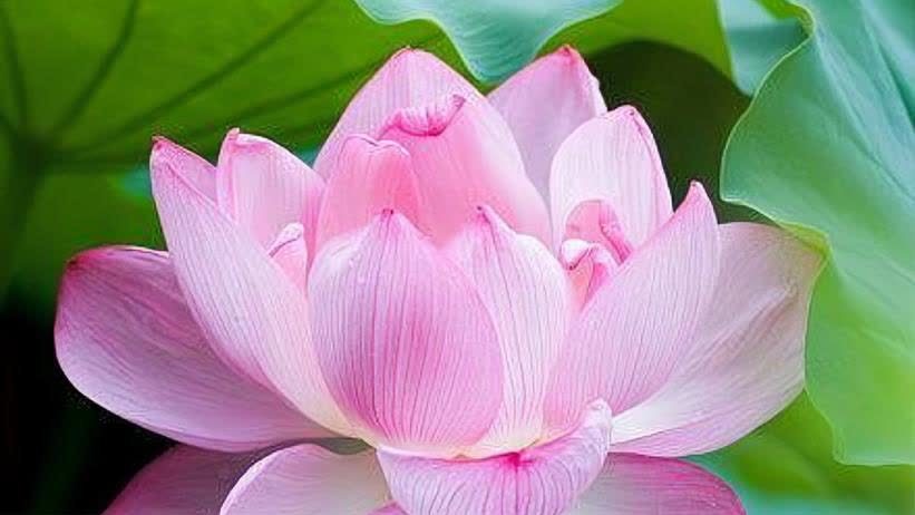 还有哪些植物妈妈有办法传播种子呢