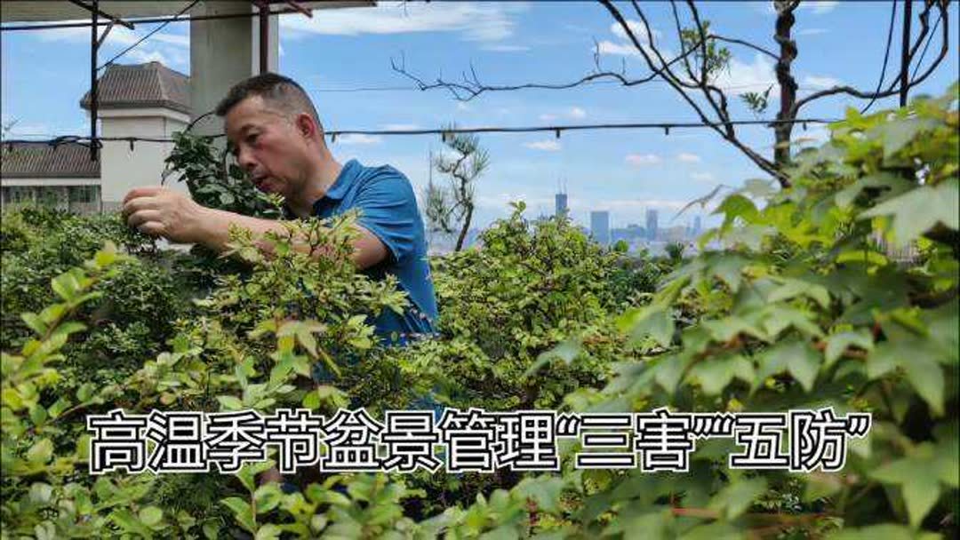 高温季节盆景管理中的三害和要做的五项防范措施