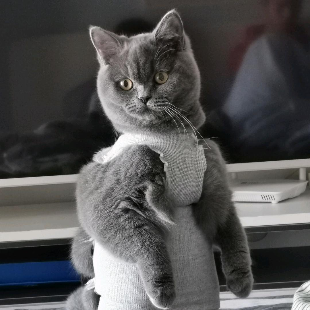 小王老师和他的猫 