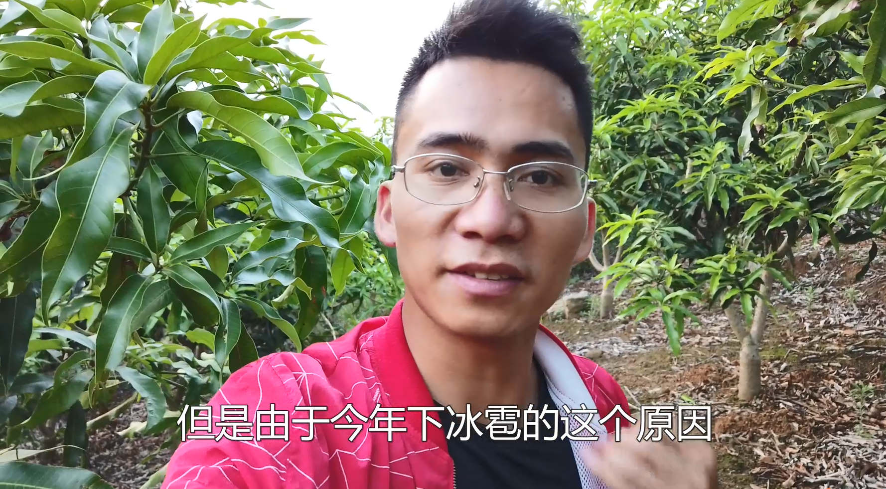 贵州种了4年的芒果树,挂果第1年却全被冰雹打掉,真不适合种吗?