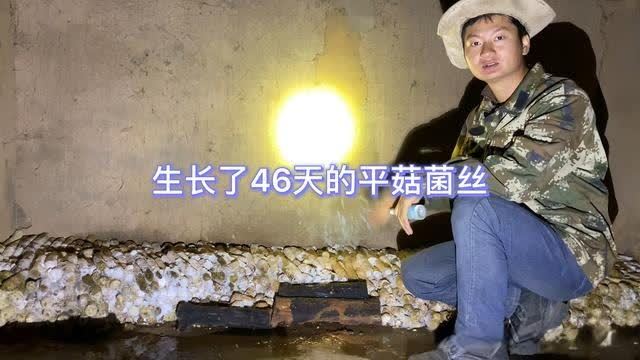 生长了46天的平菇菌丝,看这玉米芯上全是白花花的一层