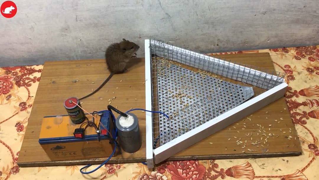男子用蓄电池做电动捕鼠器,工作简单省时省力,自动捕捉老鼠!