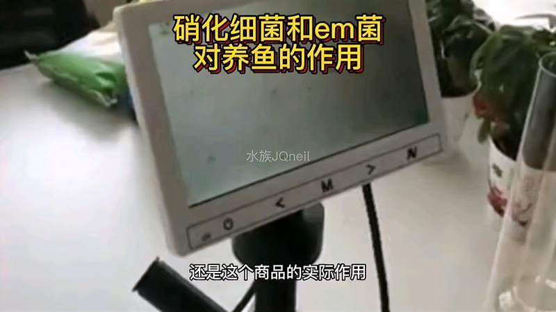 硝化细菌和EM菌对养鱼的作用