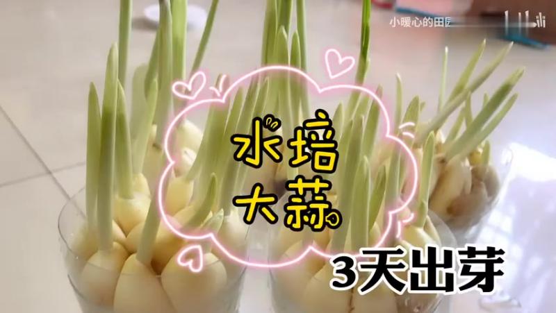 塑料瓶别扔,试试水培大蒜,3天就能出芽!