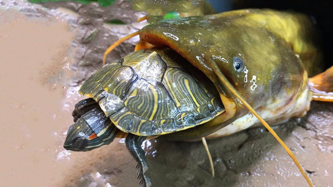 趣味定格生活,大鲶鱼狩猎海龟做为食物,创意捕鱼定格动画