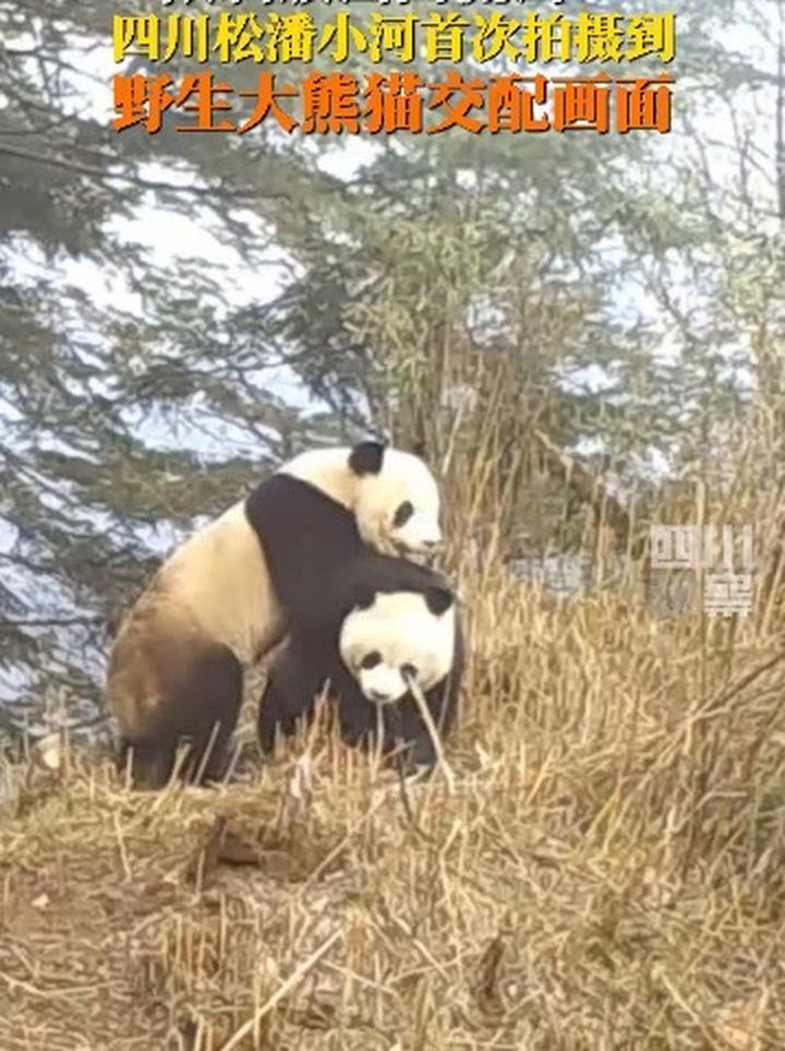 6月21日,大熊猫国家公园松潘管理总站工作人员整理数据时发现,红外...