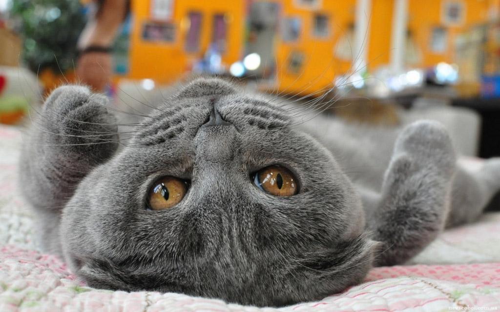 灰猫Game 