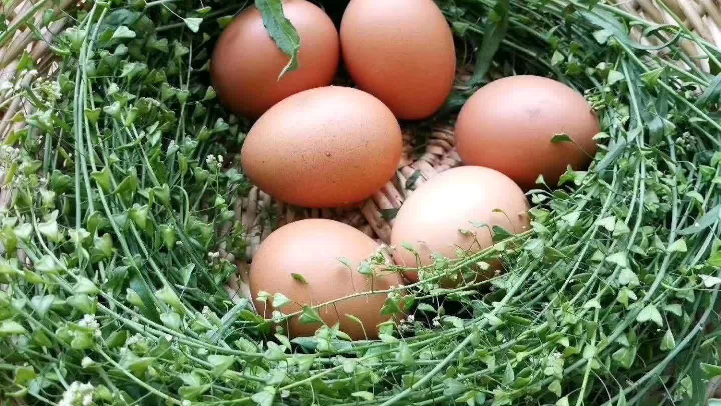 湖南农村习俗用地菜煮鸡蛋,每家都会煮来吃特别香,大哥吃8个