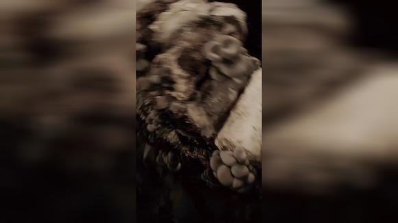 也许你经常吃蘑菇,但是你知道蘑菇是怎么生长的吗?
