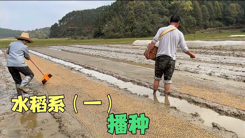 水稻的一生,(一),春耕播种篇