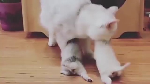 母猫夺回被偷的孩子,小主人不乐意了,猫妈妈完全不cae