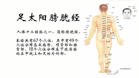 人体十二经之“足太阳膀胱经”整条经络精准定位