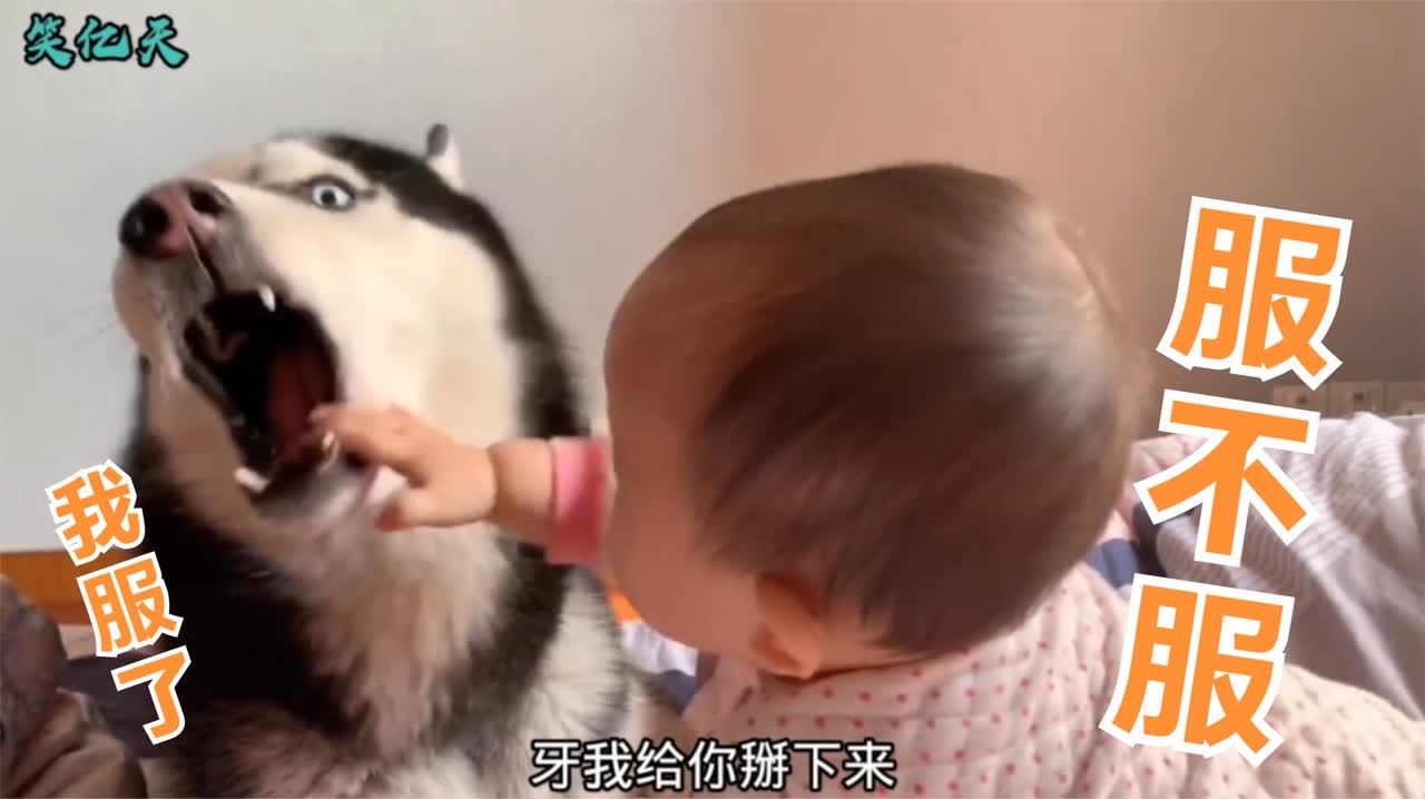 笑亿天:小孩:别人怕你我可不怕,二哈:我不怕别人就怕你!