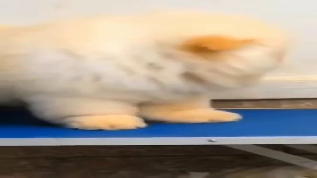 视频低的宠物狗肉嘴松狮正版松狮犬宠物狗品种图片大全 名字