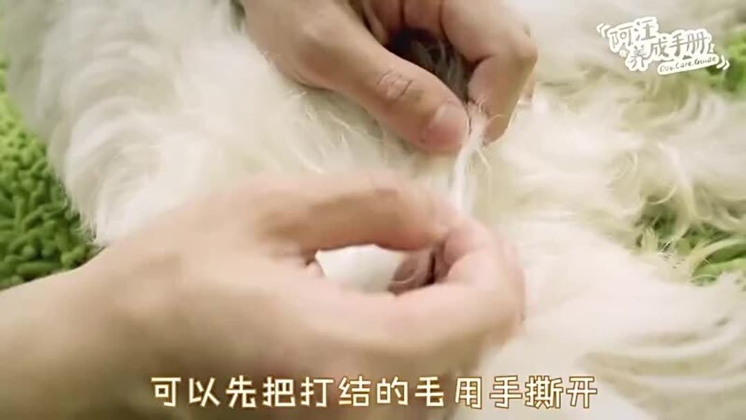 狗狗洗澡教学视频 如何正确给狗狗洗澡