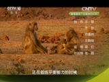 《自然传奇》 20150827 动物宝贝成长日记