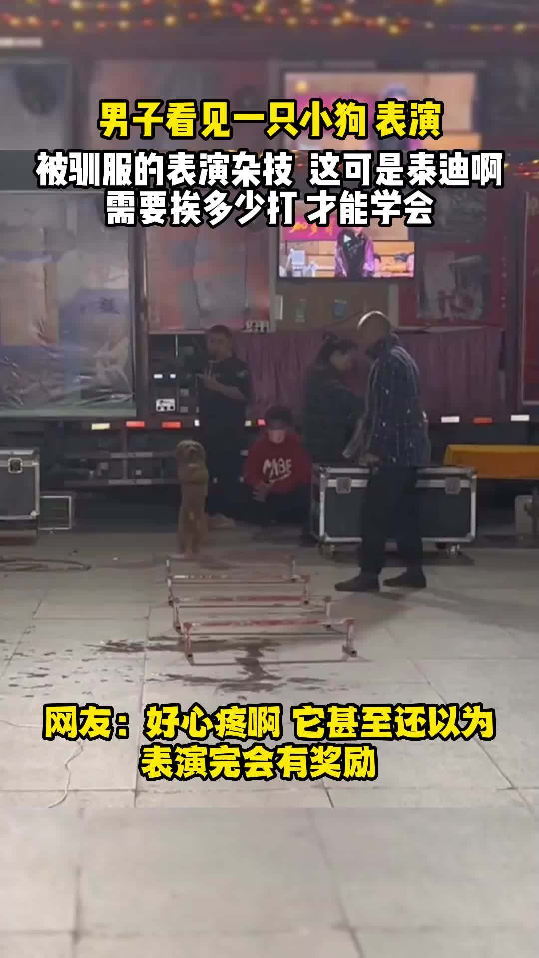 男子看见小狗表演杂技 好心疼啊它甚至还以为表演完会有奖励