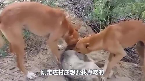 两只土狗围攻独狼,野狼竟被活活咬死!