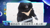 模仿动作，动物园黑熊人模人样