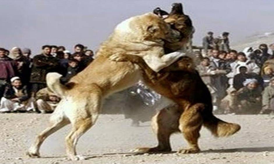 世界上最厉害的狗,1分钟就能打败藏獒,长相却与实力反差极大!