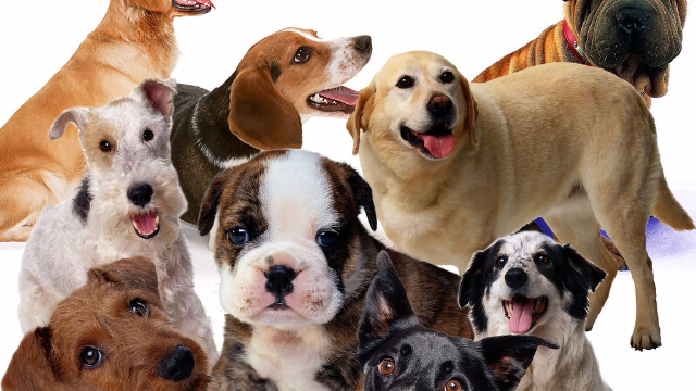 宠物狗介绍片:边境牧羊犬简介