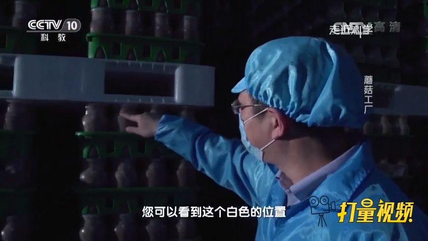走进无菌世界,观察金针菇的生长过程,15天就可发芽?|走近科学