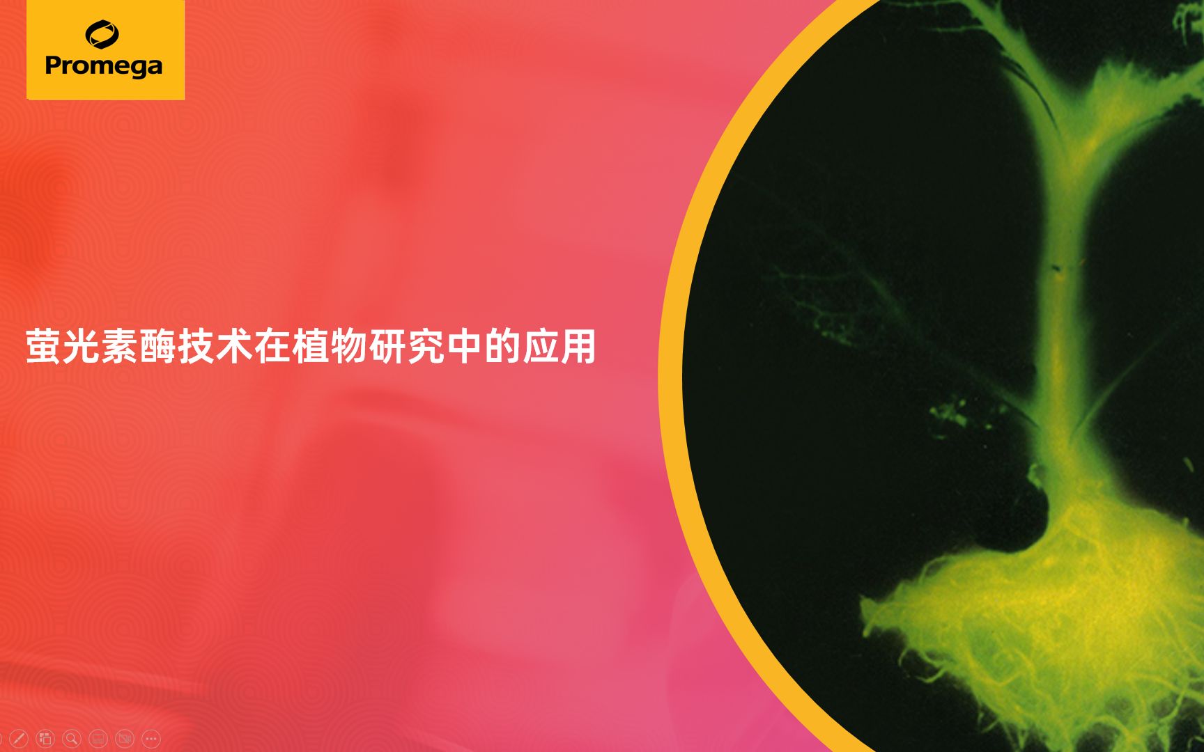 荧光素酶技术在植物研究中的应用