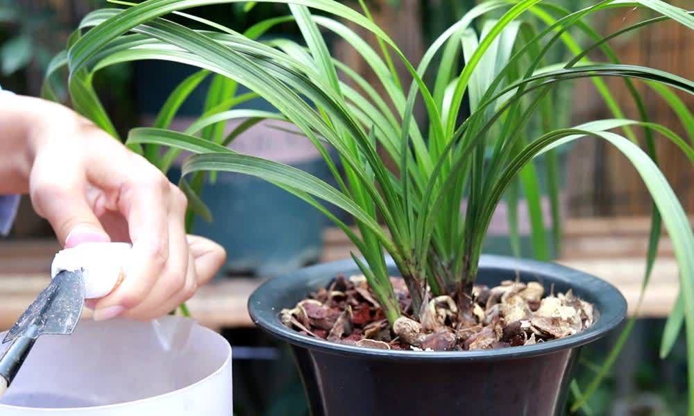 往兰花盆里浇点它,杀菌一级棒,冬天长更好