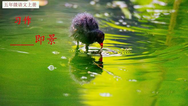 五年级语文上册第七单元习作《_即景》讲解