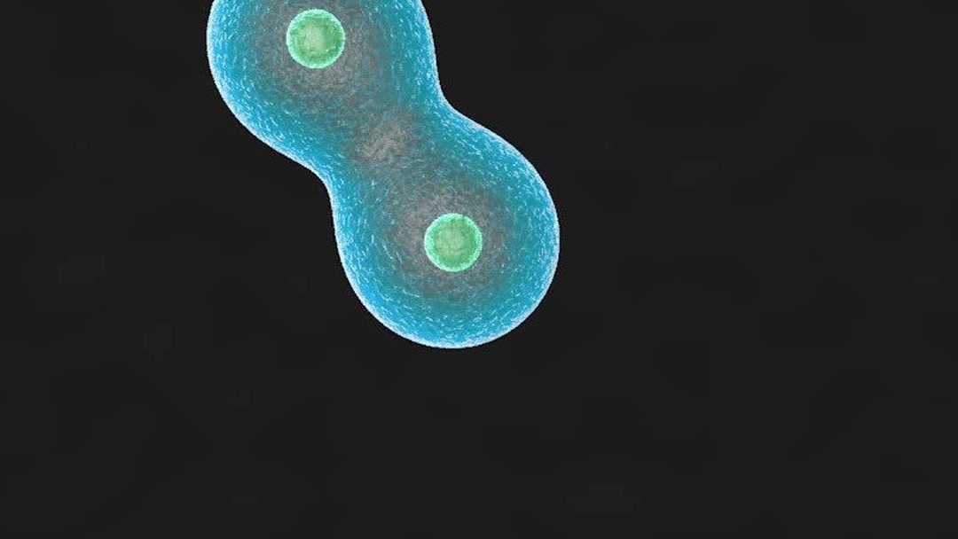 C4d细胞分裂动画