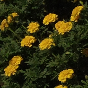 Violeeet珧 