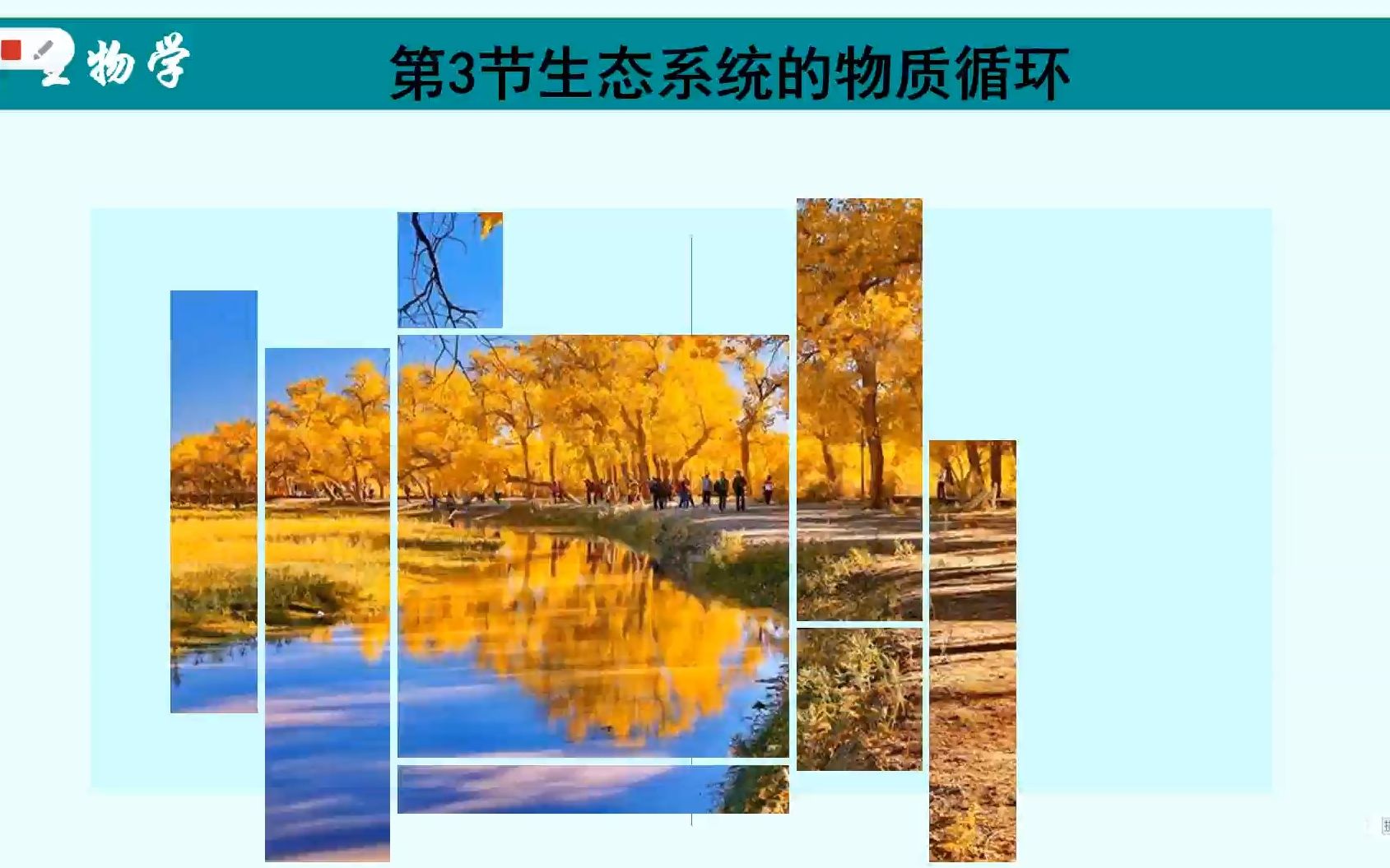 生态系统的物质循环