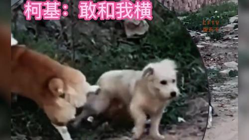 柯基回村欺负当地狗,直接往别的狗身上撒尿,小黄狗:太欺负狗了