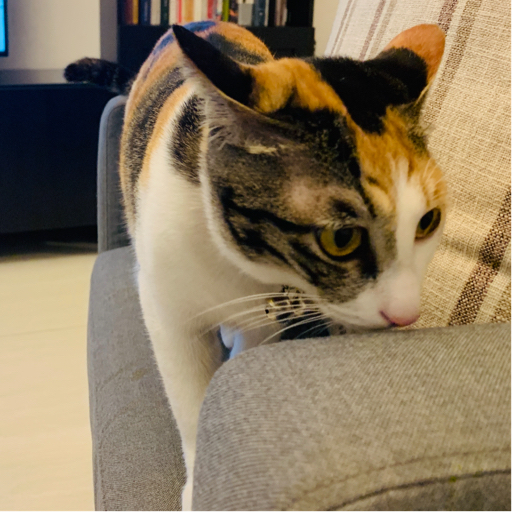 吃泡面不放粉YO