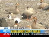 [朝闻天下]湟鱼洄游季 探秘青海湖:鱼鸥偷蛋记