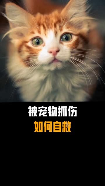 在家被猫抓伤如何处理