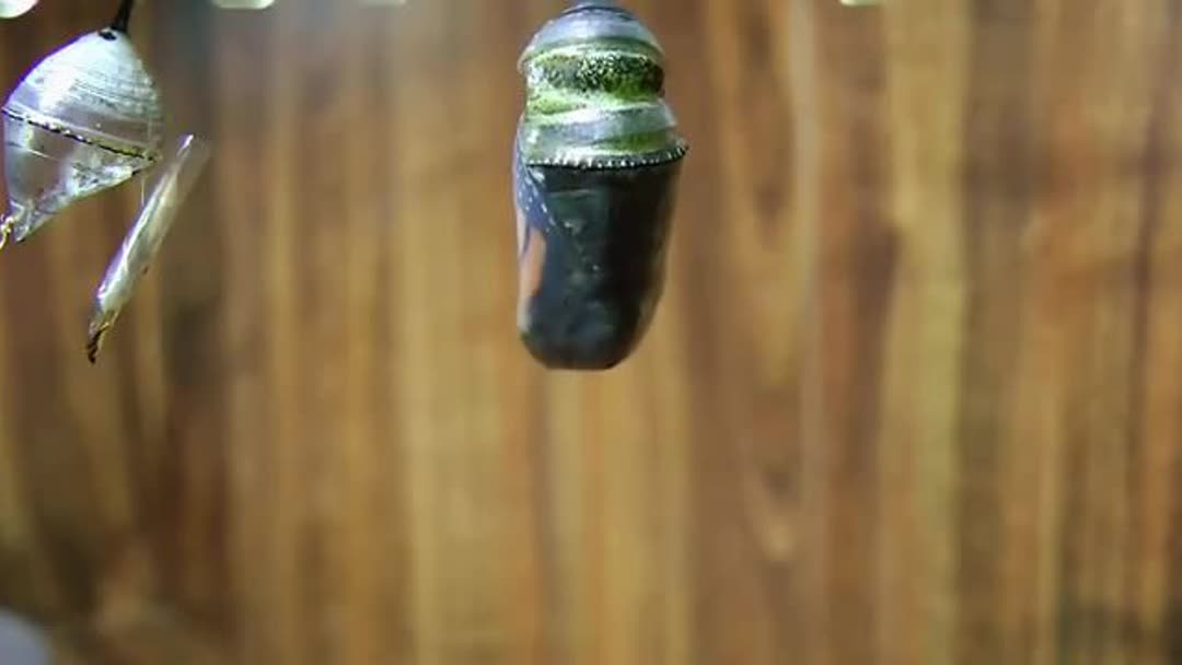 涨姿势!两分半看完破茧成蝶过程